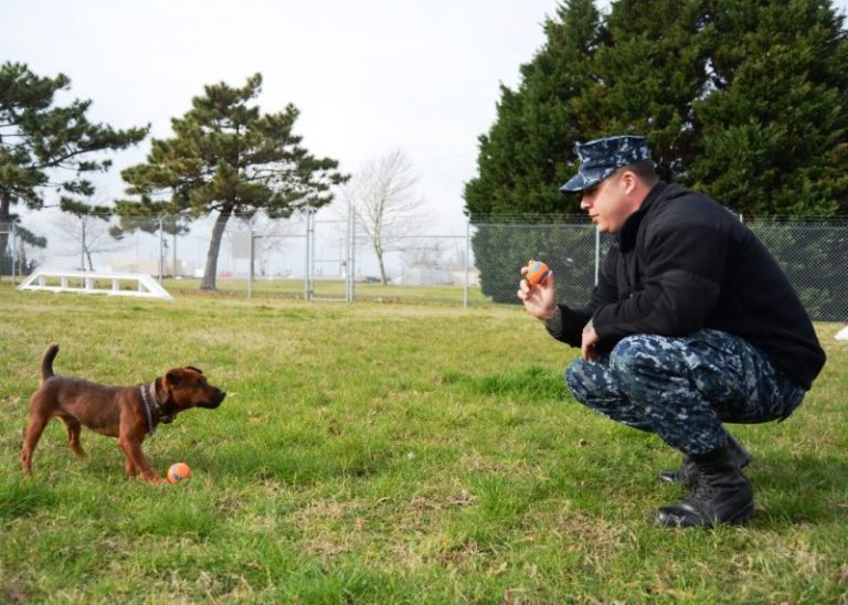 21 Common Dog Behavior Problems and Solutions - DogCrunch