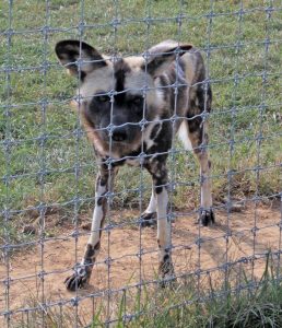 19 Interesting Facts About African Wild Dogs - DogCrunch