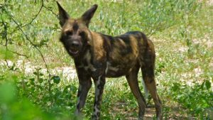 19 Interesting Facts About African Wild Dogs - DogCrunch
