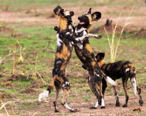 19 Interesting Facts About African Wild Dogs - DogCrunch