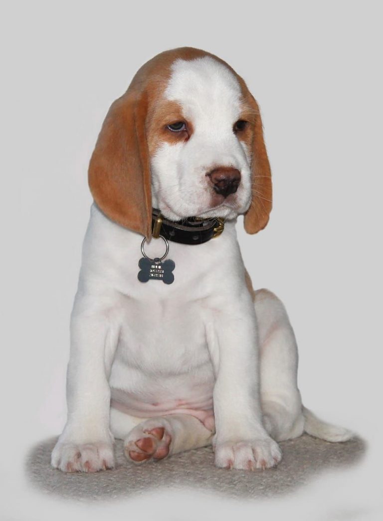 32 Interesting Facts About Beagles - DogCrunch