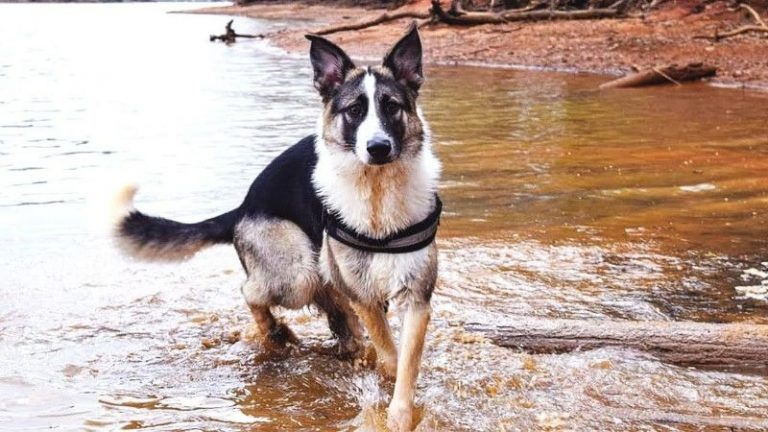 Blue Panda German Shepherd History, Characteristics & More - DogCrunch