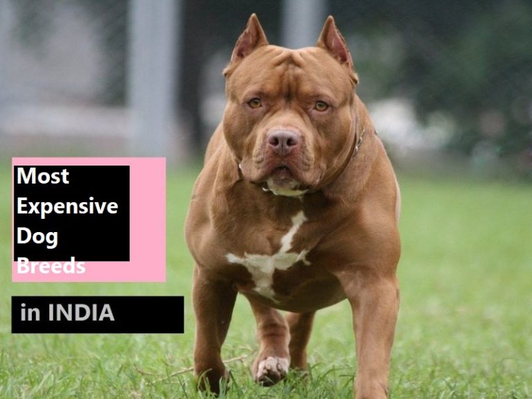 10 Most Expensive Dog Breeds in India (With Price) - DogCrunch