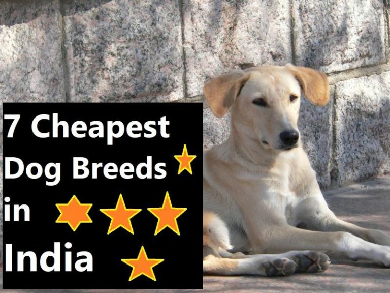 7 Cheapest Dog Breeds in India (With Price) - DogCrunch