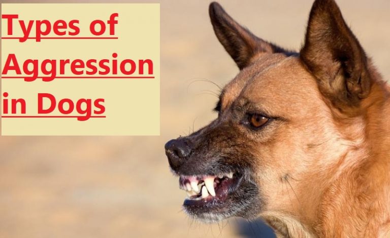 10 Types of Aggression in Dogs - DogCrunch