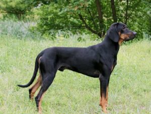 1500+ Polish Dog Names - DogCrunch