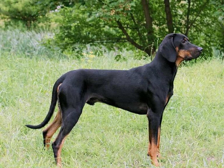 1500+ Polish Dog Names - DogCrunch