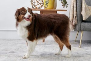 15 Dog Breeds Used For Protection - DogCrunch