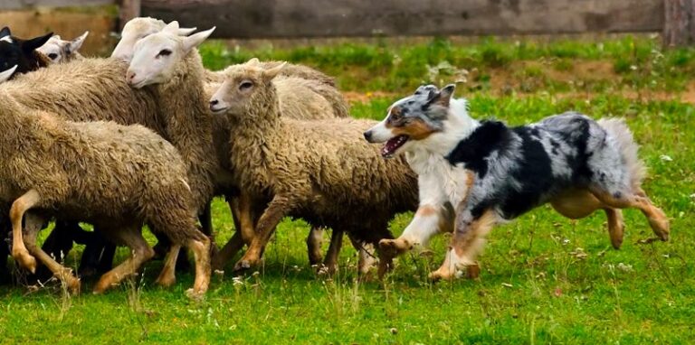 12 Dog Breeds Used To Round Up Sheep - DogCrunch