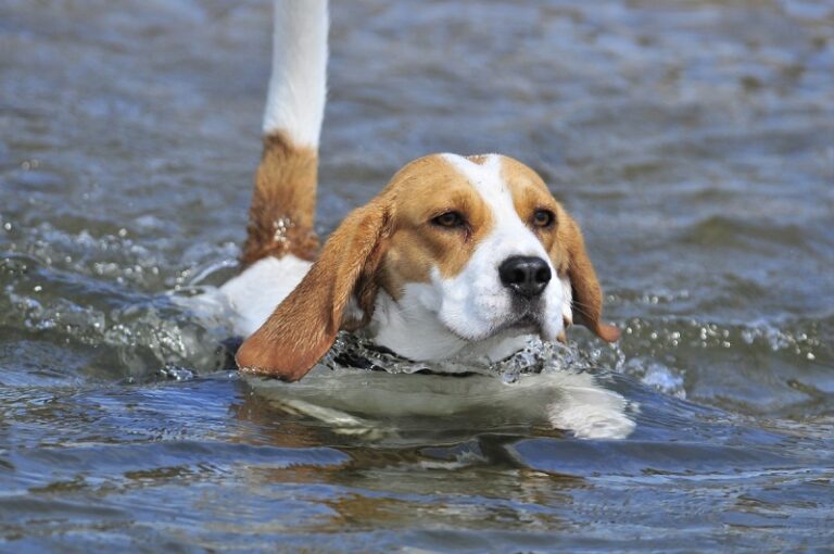 15 Dog Breeds Used For Duck Hunting - DogCrunch