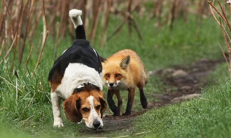 10 Dog Breeds Used For Fox Hunting - DogCrunch