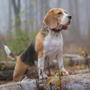 15 Dog Breeds Used For Tracking - DogCrunch