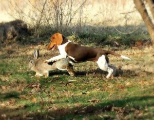 10 Dog Breeds Used For Rabbit Hunting - DogCrunch