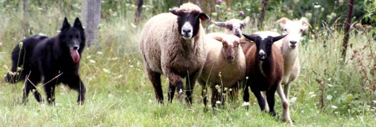 12 Dog Breeds Used To Round Up Sheep - DogCrunch
