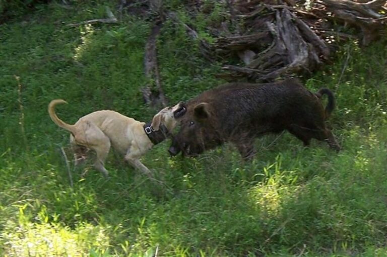 11 Dog Breeds Used For Hog Hunting - DogCrunch