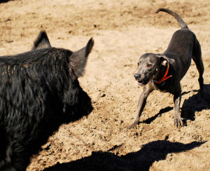 11 Dog Breeds Used For Hog Hunting - DogCrunch