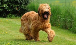 12 Dog Breeds Used To Round Up Sheep - DogCrunch