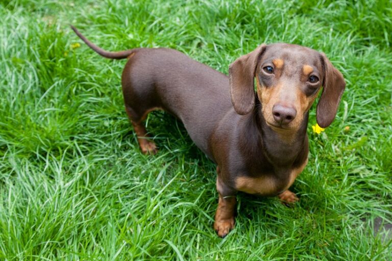 10 Dog Breeds Used For Rabbit Hunting - DogCrunch