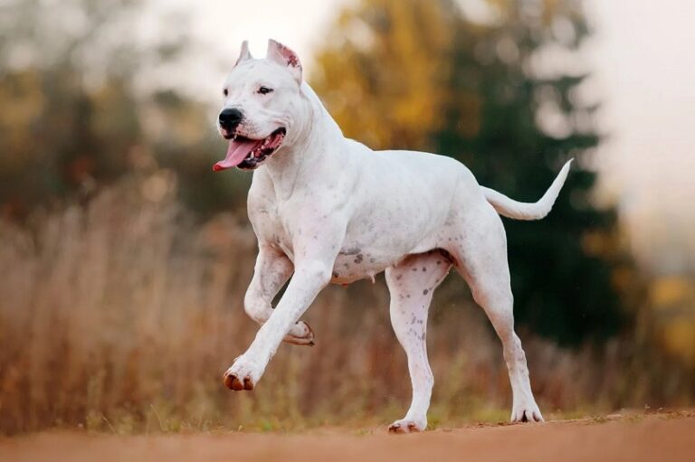 11 Dog Breeds Used For Hog Hunting - DogCrunch