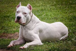 10 Dog Breeds Used To Hunt Wild Boar - DogCrunch