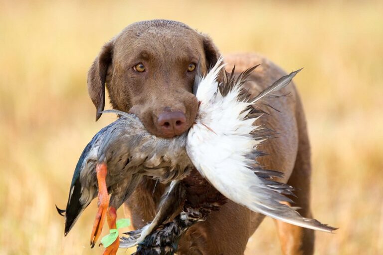 15 Dog Breeds Used For Duck Hunting - DogCrunch