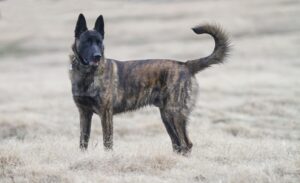 15 Dog Breeds Used For Military - DogCrunch