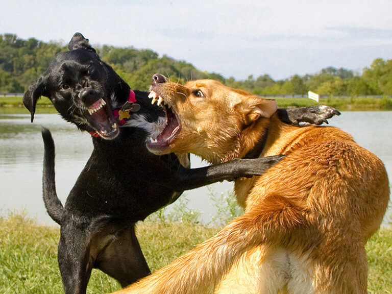 15 Dog Breeds Used For Dog Fighting - DogCrunch