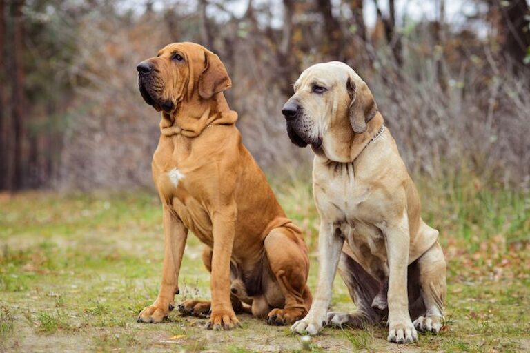 10 Dog Breeds Used For Hunting Lions - DogCrunch