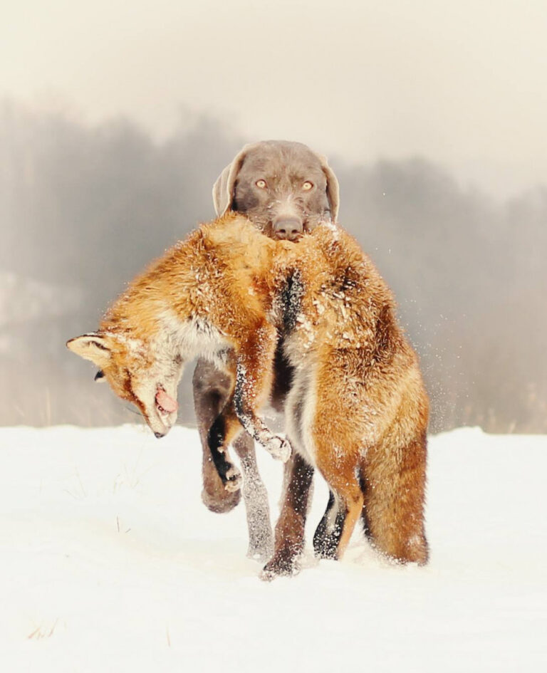 10 Dog Breeds Used For Fox Hunting - DogCrunch