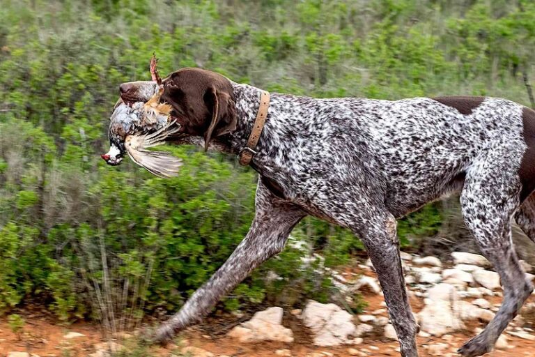 11 Dog Breeds Used For Bird Hunting - DogCrunch