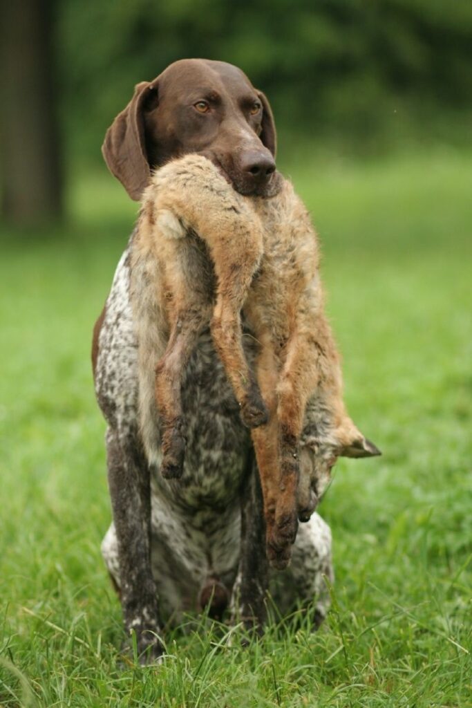 10 Dog Breeds Used For Fox Hunting - DogCrunch