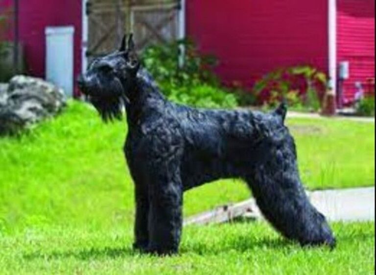 10 Dog Breeds Used For Security - DogCrunch