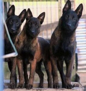 10 Dog Breeds Used For Security - DogCrunch