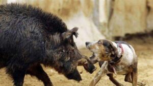 11 Dog Breeds Used For Hog Hunting - DogCrunch