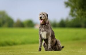 10 Dog Breeds Used To Hunt Wolves - DogCrunch