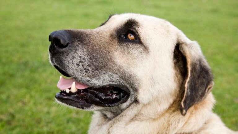 10 Dog Breeds Used To Hunt Wolves - DogCrunch