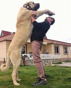 10 Dog Breeds Used For Hunting Lions - DogCrunch