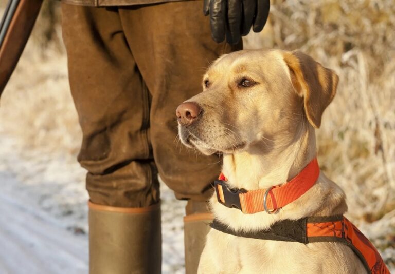 10 Dog Breeds Used For Rabbit Hunting - DogCrunch