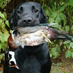11 Dog Breeds Used For Bird Hunting - DogCrunch