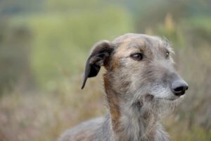 10 Dog Breeds Used To Hunt Wild Boar - DogCrunch