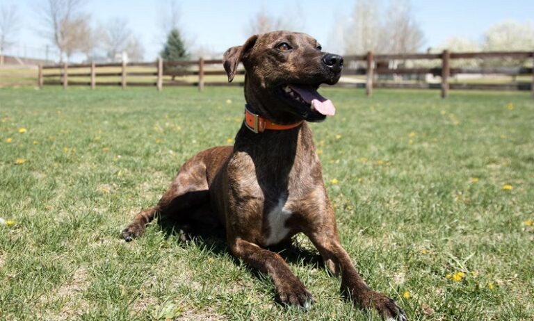 12 Dog Breeds Used For Coyote Hunting - DogCrunch