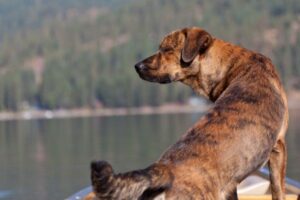 10 Dog Breeds Used To Hunt Wild Boar - DogCrunch