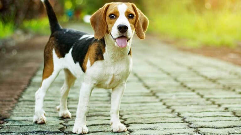 10 Dog Breeds Used For Rabbit Hunting - DogCrunch