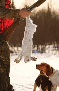 10 Dog Breeds Used For Rabbit Hunting - DogCrunch