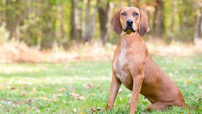 10 Dog Breeds Used For Rabbit Hunting - DogCrunch