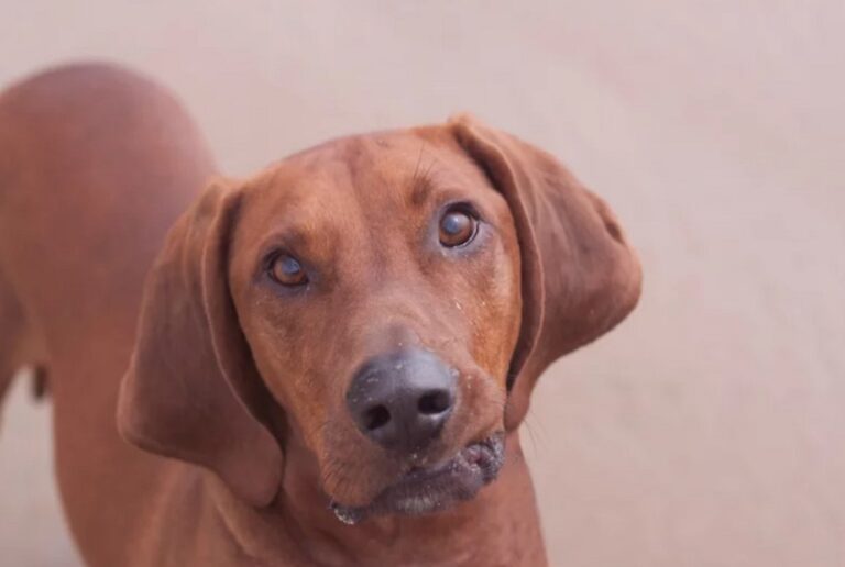 11 Dog Breeds Used For Hog Hunting - DogCrunch