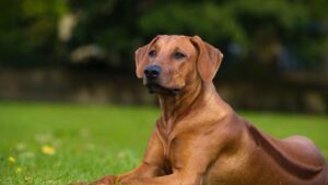 11 Dog Breeds Used For Hog Hunting - DogCrunch