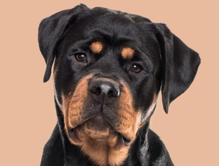 10 Dog Breeds Used For Security - DogCrunch