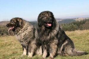 10 Dog Breeds Used To Hunt Wolves - DogCrunch