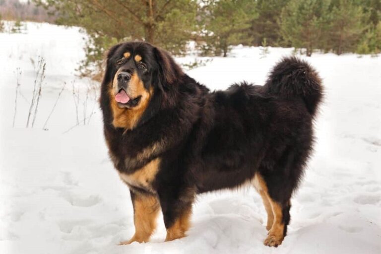 15 Dog Breeds Used For Protection - DogCrunch